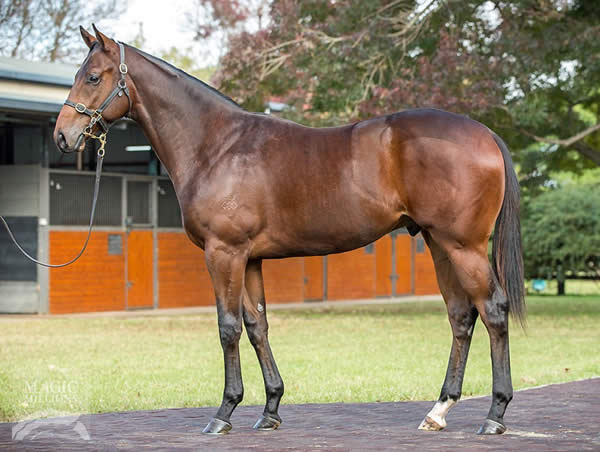 JUMPIN JACK horse profile, breeding, statistics, form guide and news ...