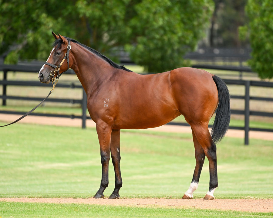 WIDDEN STUD at AUSTRALIAN EASTER YEARLING SALE | Breednet
