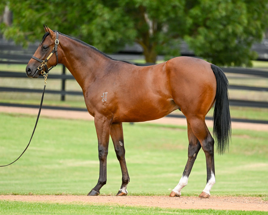 WIDDEN STUD at AUSTRALIAN EASTER YEARLING SALE | Breednet