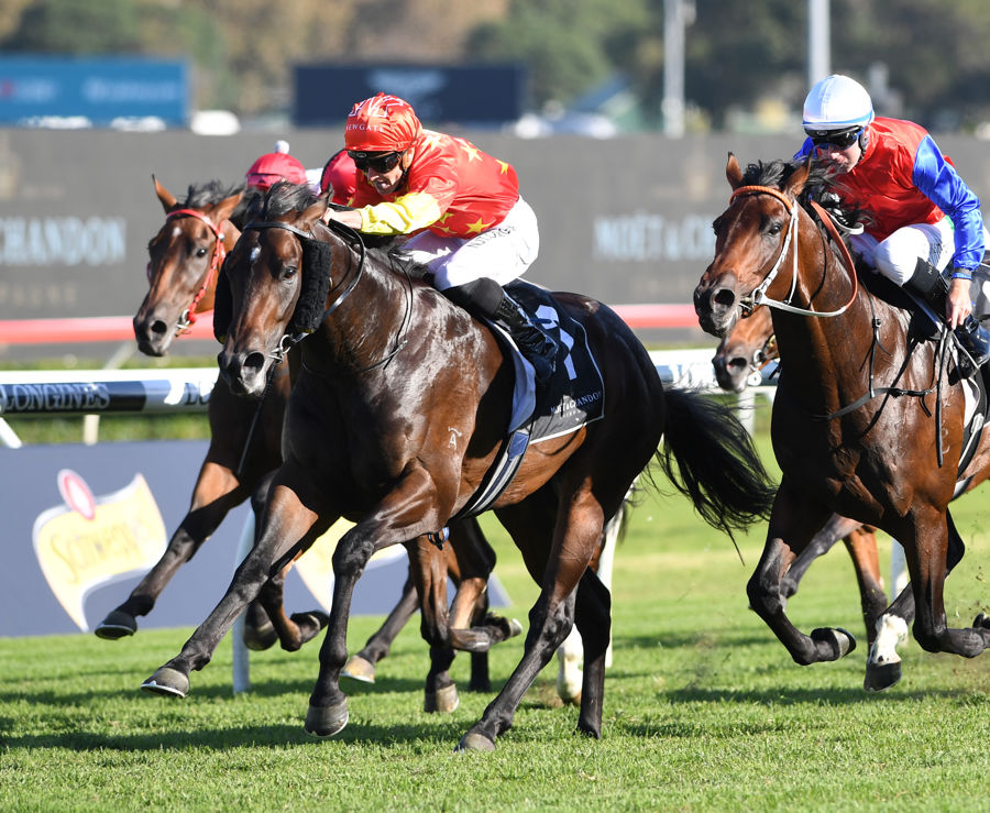 Captivant - Stallion | Breednet