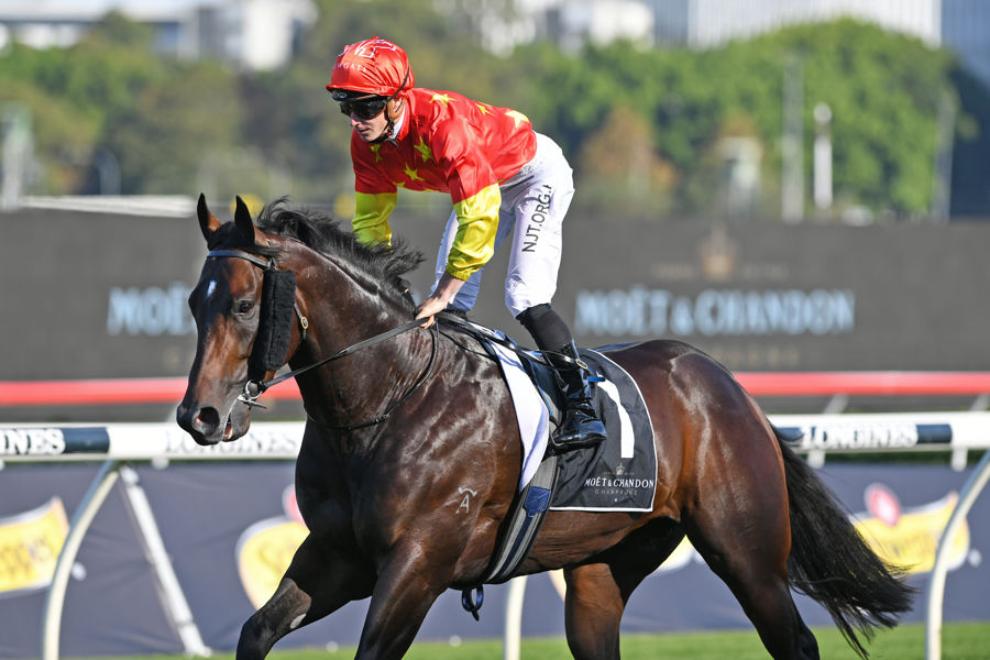 Captivant - Stallion | Breednet