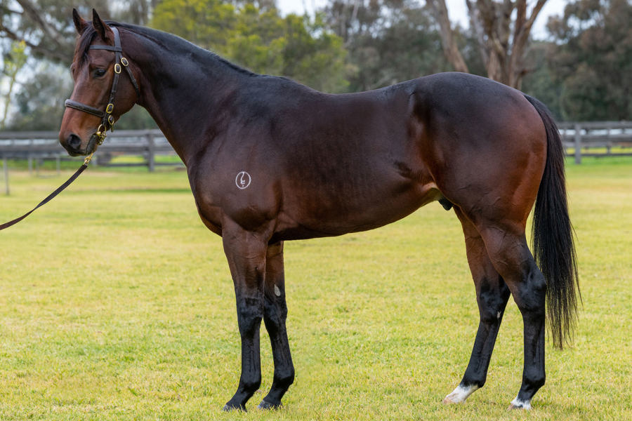 Daumier - Stallion | Breednet