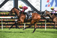 Fierce Impact - Stallion | Breednet