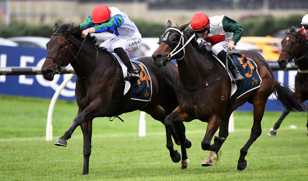 New SW Savabeel - Waikato Stud Blueblood Filly Wins G3 | Breednet