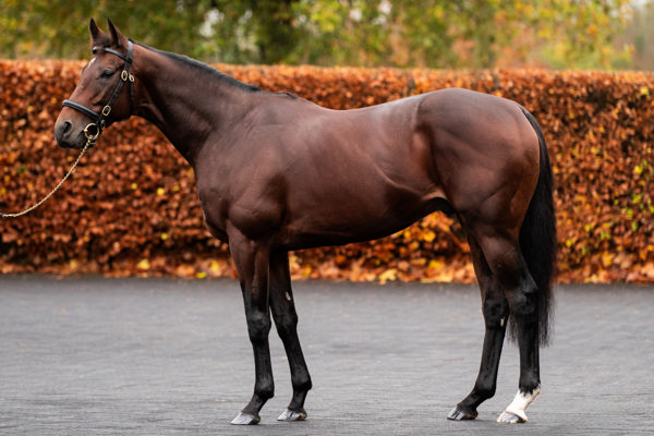 Ombudsman Highlights the Form of Delacroix | Breednet