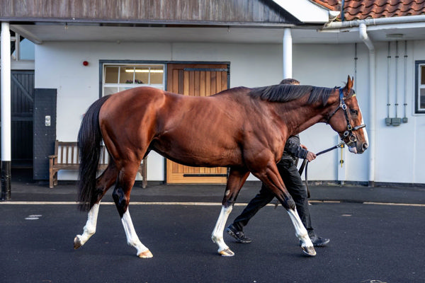 Swettenham Stud Announce 2026 Fees - Quality at Every Price Point ...