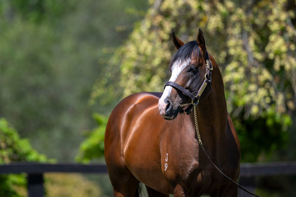 Swettenham Stud Announce 2026 Fees - Quality at Every Price Point ...