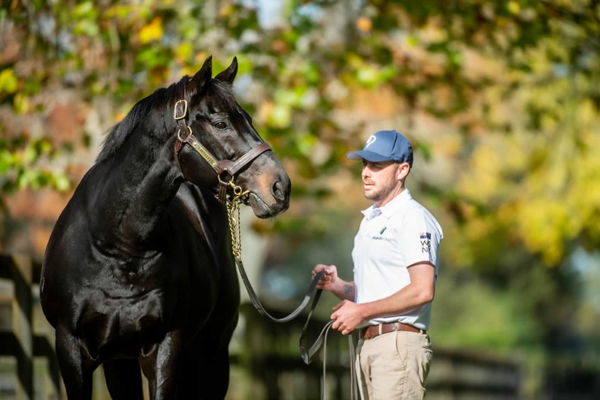 Waikato Stud Announce 2026 Fees | Breednet