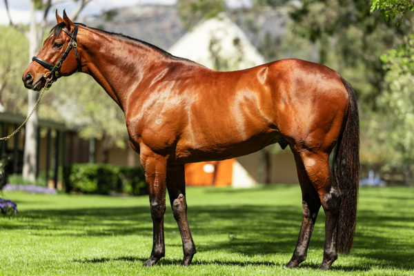 Coolmore Australia Announces 2026 Service Fees | Breednet