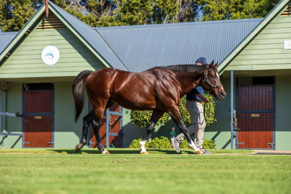 Swettenham Stud Announce 2026 Fees - Quality at Every Price Point ...