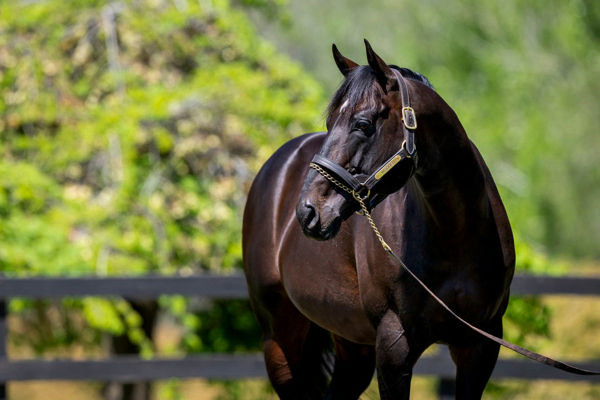 Swettenham Stud Announce 2026 Fees - Quality at Every Price Point ...