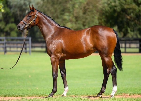 $950,000 Zoustar Filly Salutes for Pinecliff Racing | Breednet