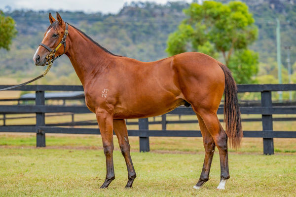 Hellbent Delivers Massive Pinhook Win for Kilgravin Lodge | Breednet