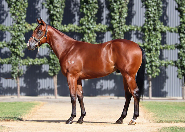 $3million Extreme Choice Colt Dazzles at Inglis Easter | Breednet