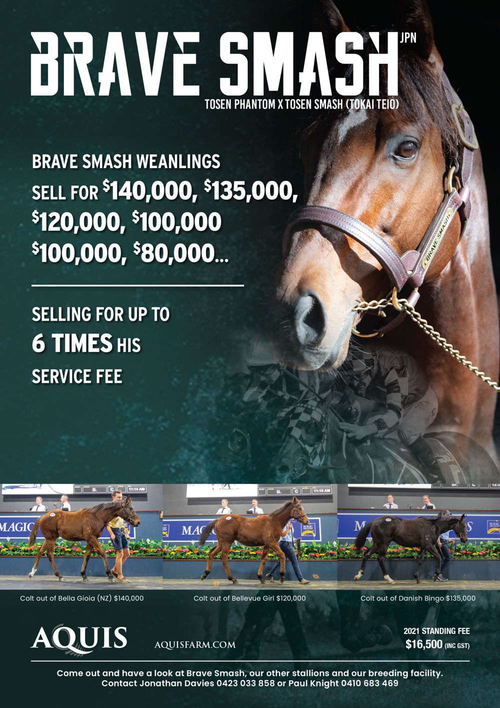 BRAVE SMASH - Stallion | Breednet
