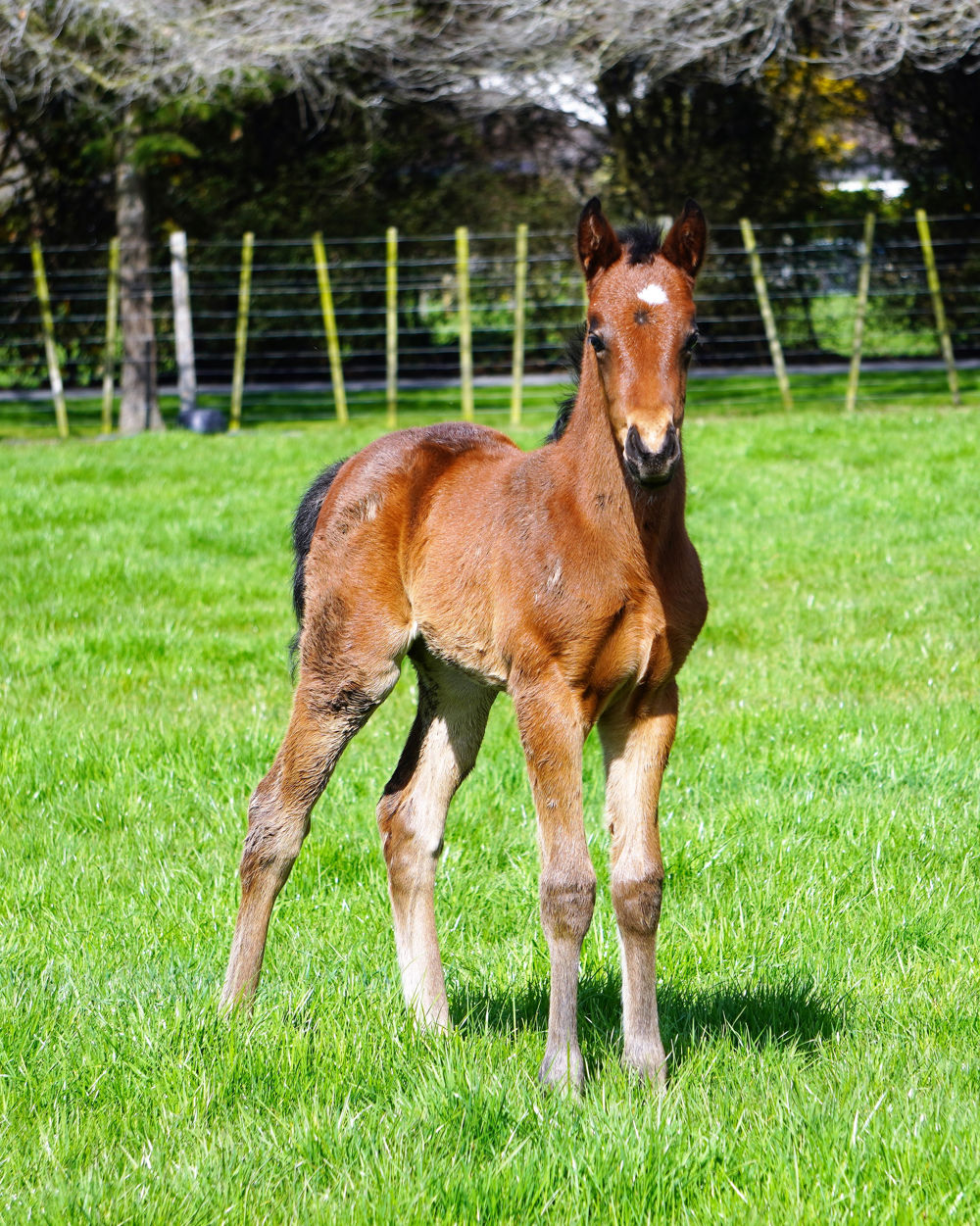 Farnan - Stallion | Breednet