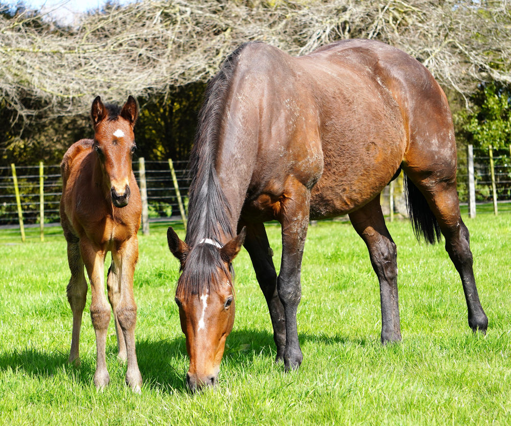 Farnan - Stallion | Breednet