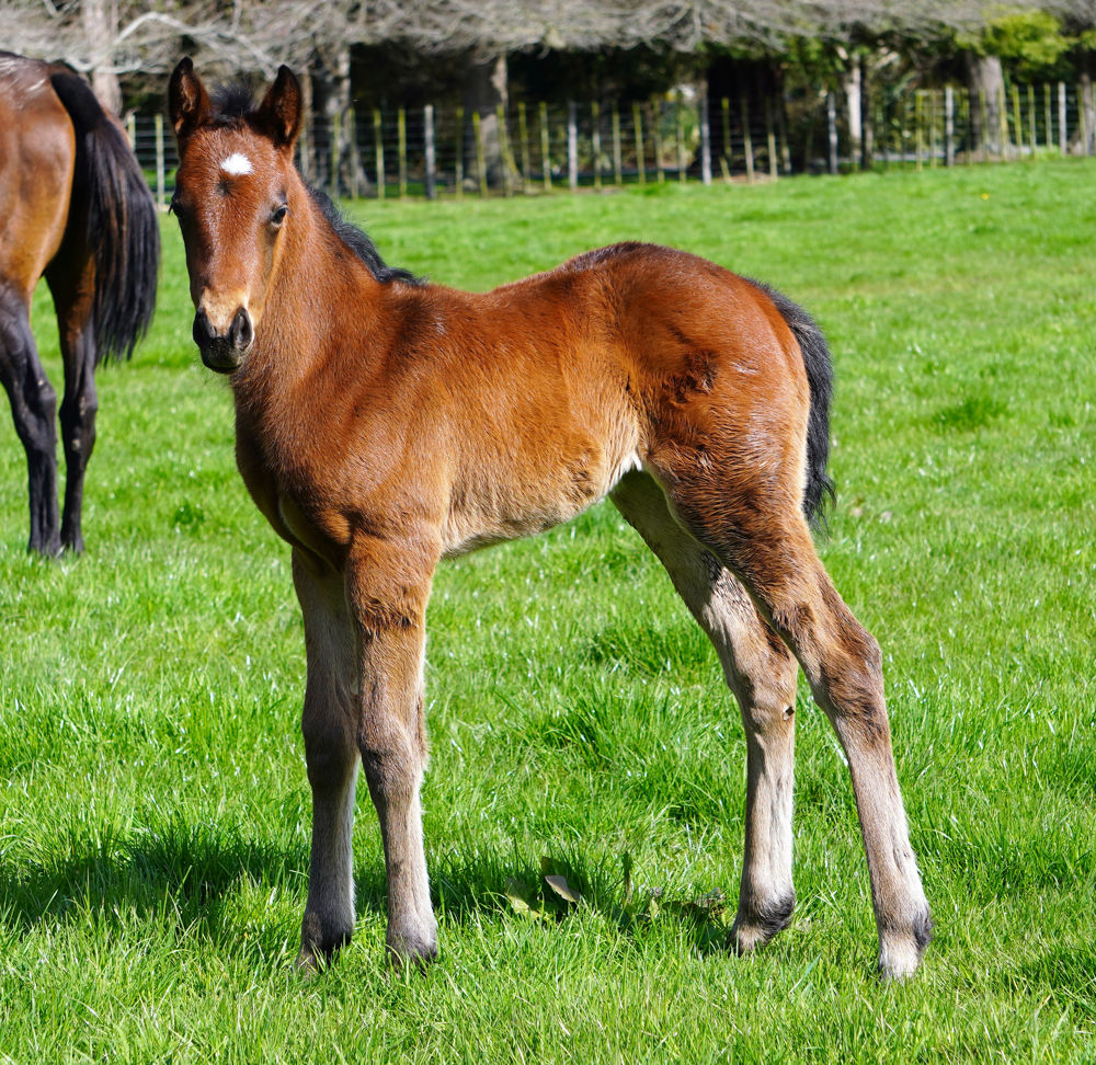 Farnan - Stallion | Breednet