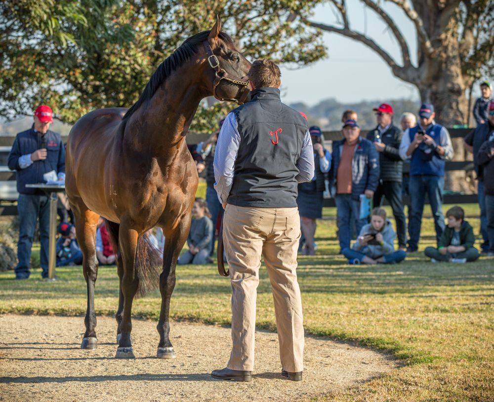 I Am Invincible - Stallion | Breednet