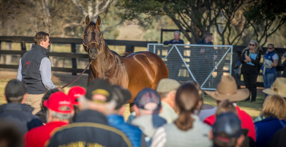 I Am Invincible - Stallion | Breednet