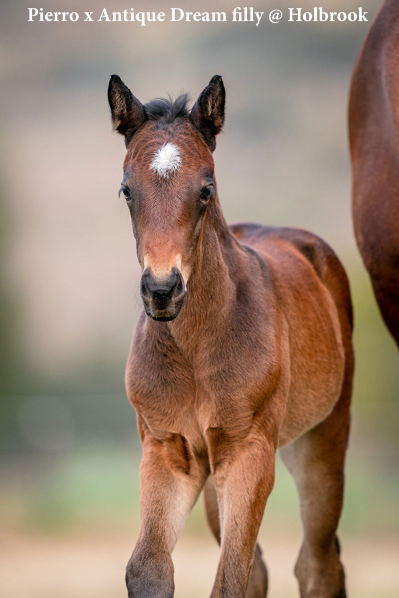 Pierro - Stallion | Breednet