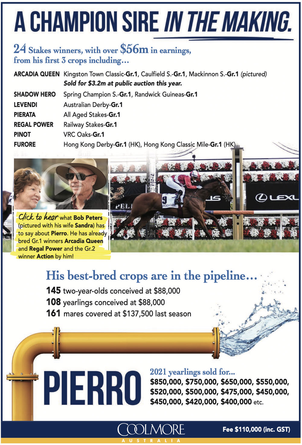 Pierro - Stallion | Breednet