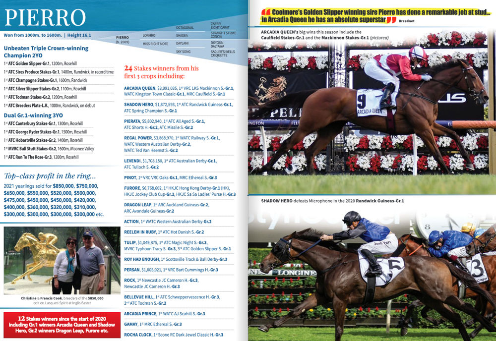 Pierro - Stallion | Breednet