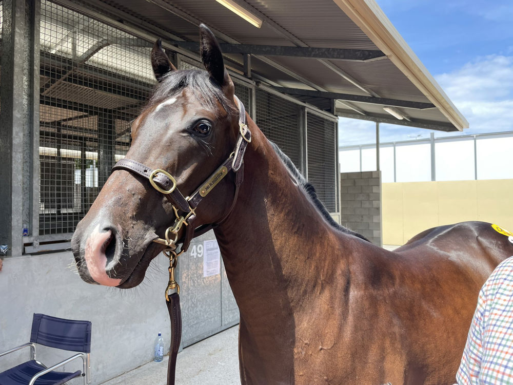 Power - Stallion | Breednet